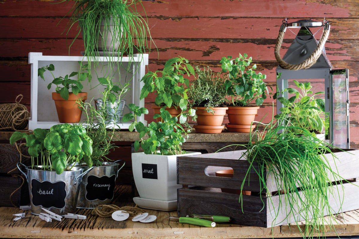 Herb Gardening 101: How To Grow Your Own Herb Garden