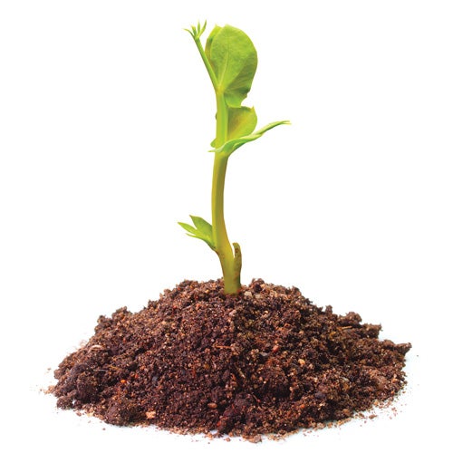 6 Snappy Plants for Your Best Health