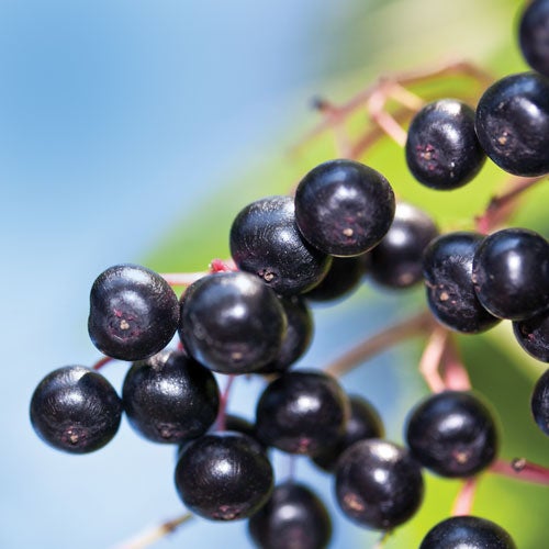 The Healing Power of Berries | Berry Superfoods