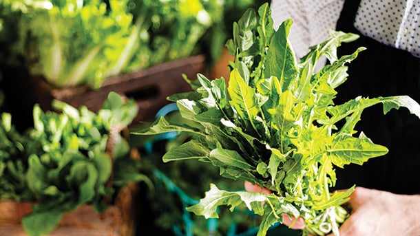 5 Spring Greens | Spring Greens Recipes