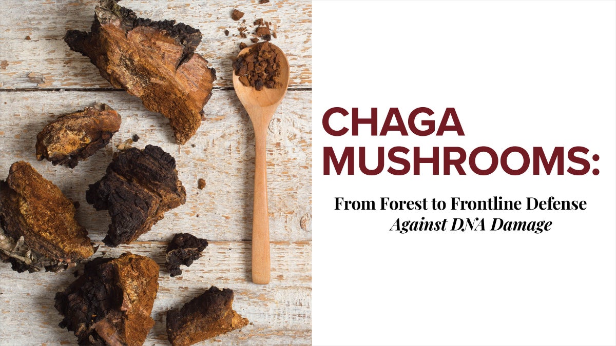 Chaga Mushrooms: From Forest to Frontline Defense Against DNA Damage ...