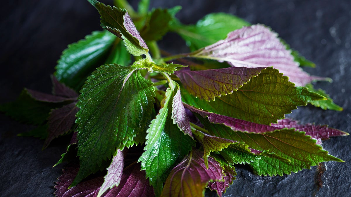 This Japanese Herb Is Going to Change Your Cooking Forever