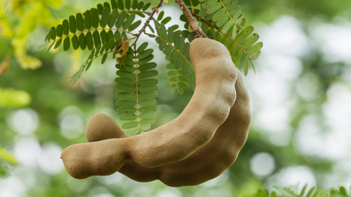 Get to Know Tamarind - Clean Eating