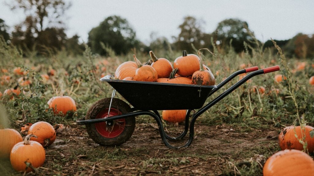 How to Pick the Perfect Pumpkin for Any Occasion - Clean Eating
