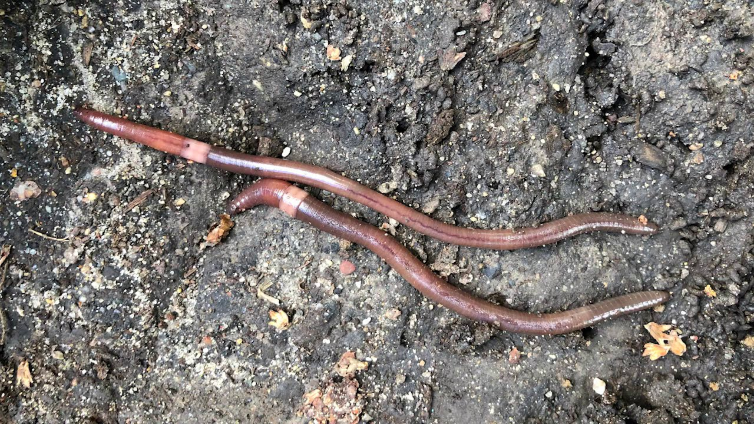Watch Out for this Garden-Killing Jumping Worm - Clean Eating