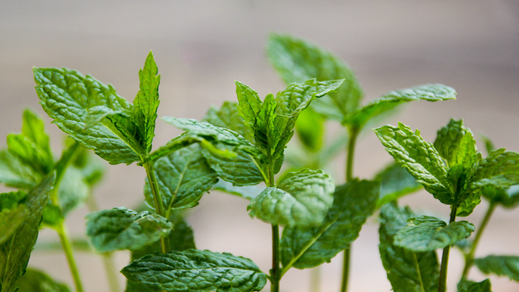 Why We’re so Obsessed with Peppermint - Clean Eating
