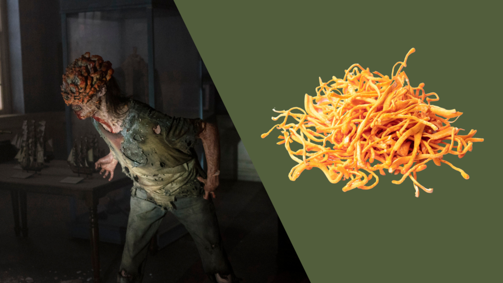 he Zombie Fungus From The ‘Last of Us’ Is Real, Delicious and May Help ...